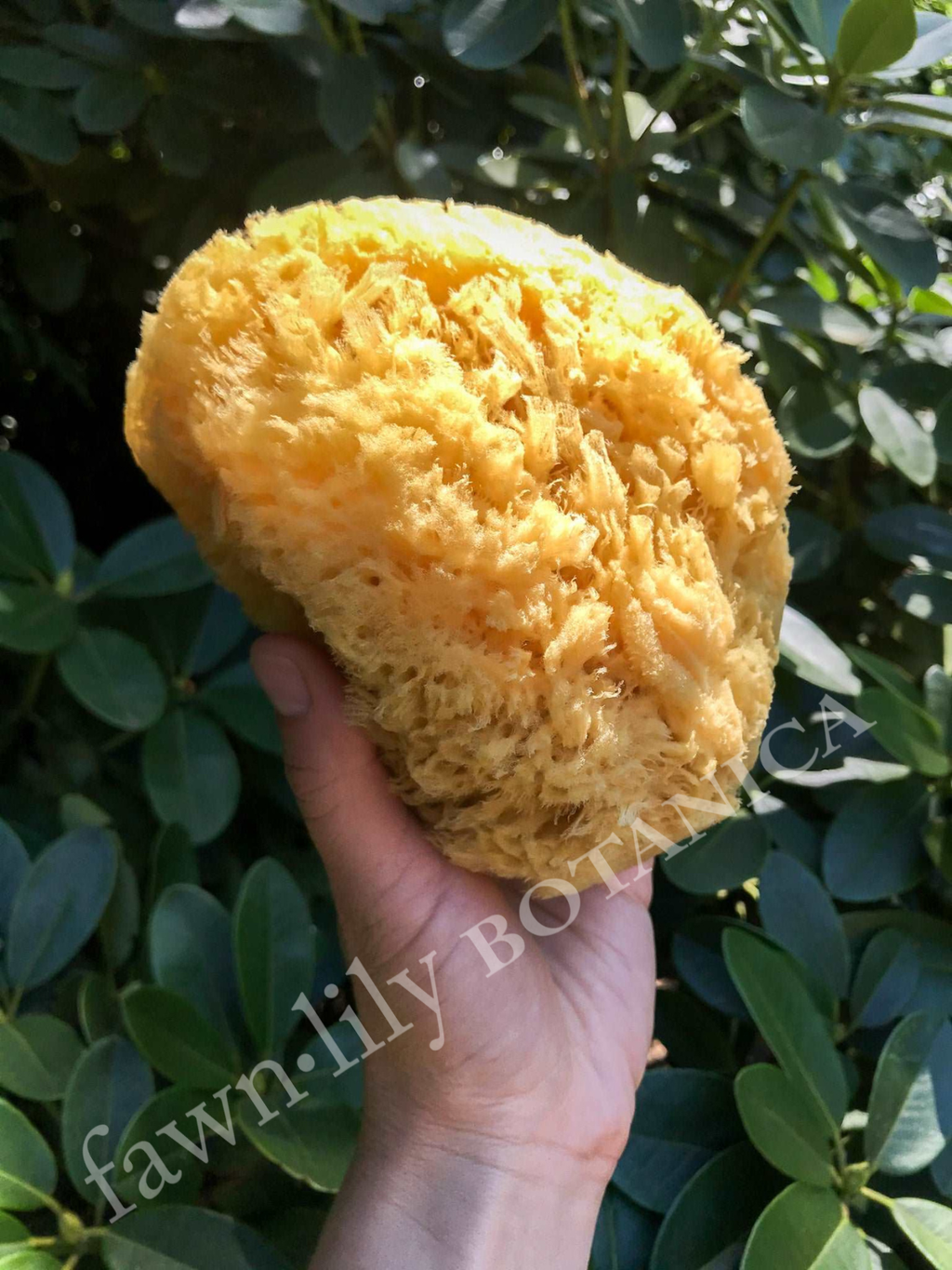NATURAL + SUSTAINABLE BATH SEA SPONGES (3 SIZES): Large Bath Sea Spong ...